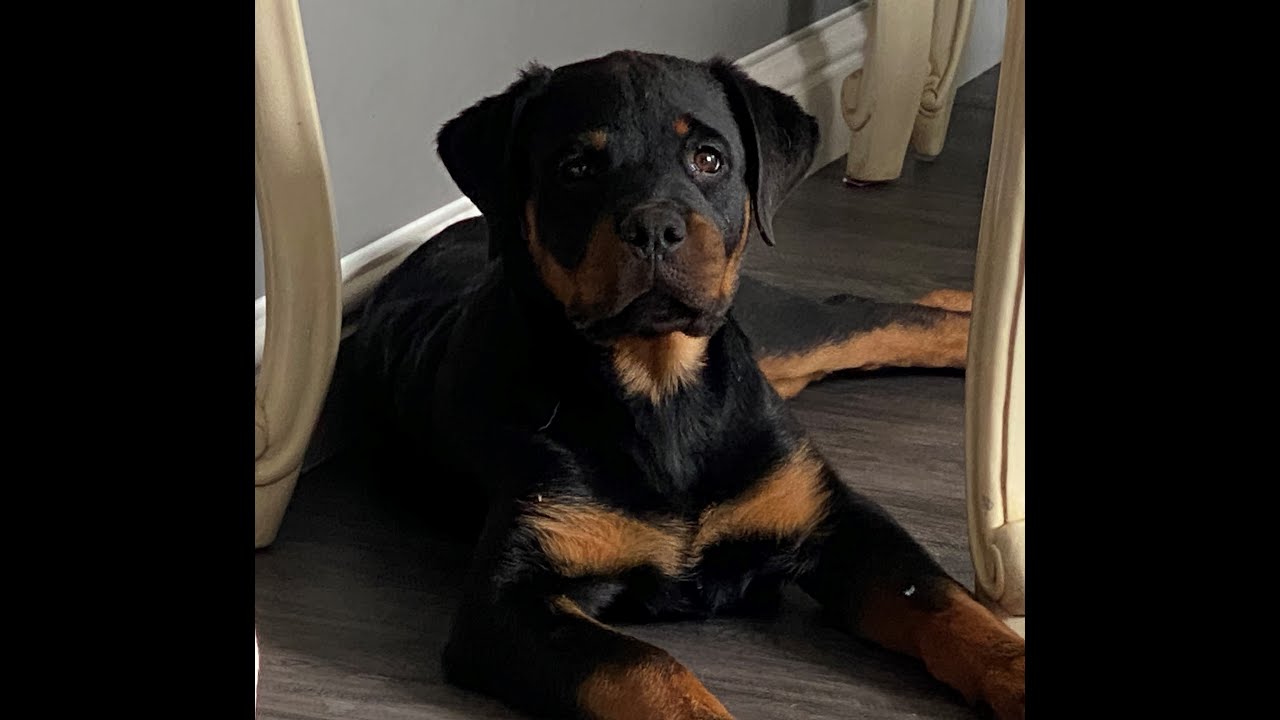 Rottweiler likes to carry Furbie about, Axel and Furbie are best mates ...