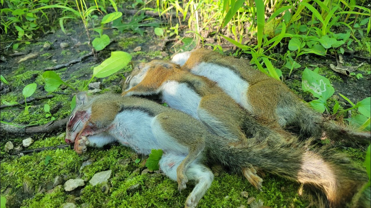 Early Season Hunting For Red Squirrel In June Public Land - YouTube