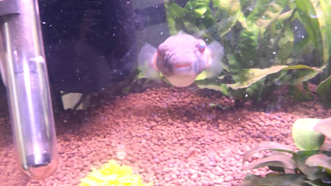 Tetraodon (Monotrete) Abei Puffer Feeding - YouTube