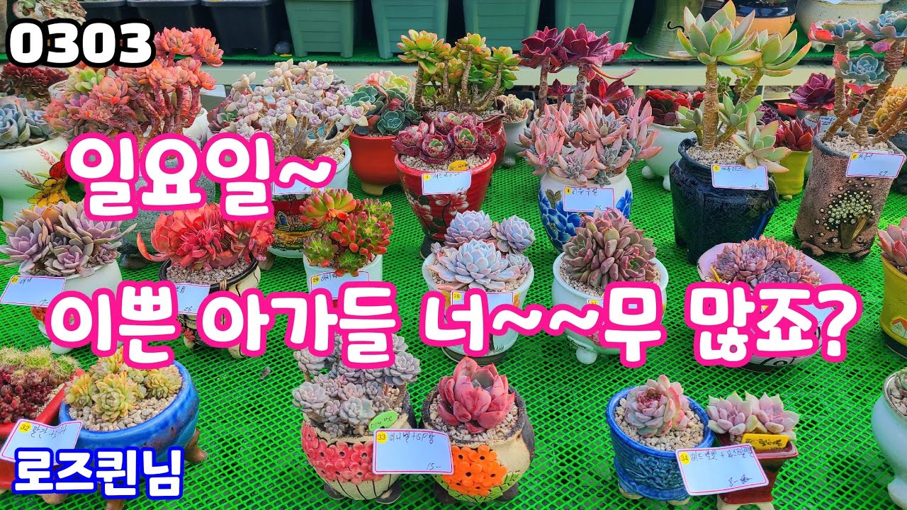 24년03월03일 로즈퀸님 이쁜 묵은아가들 한갇 러우 고스티철화 레드파이어 리틀주어 씨블러스 버클리 흑진주 덴트라쨈 몽고