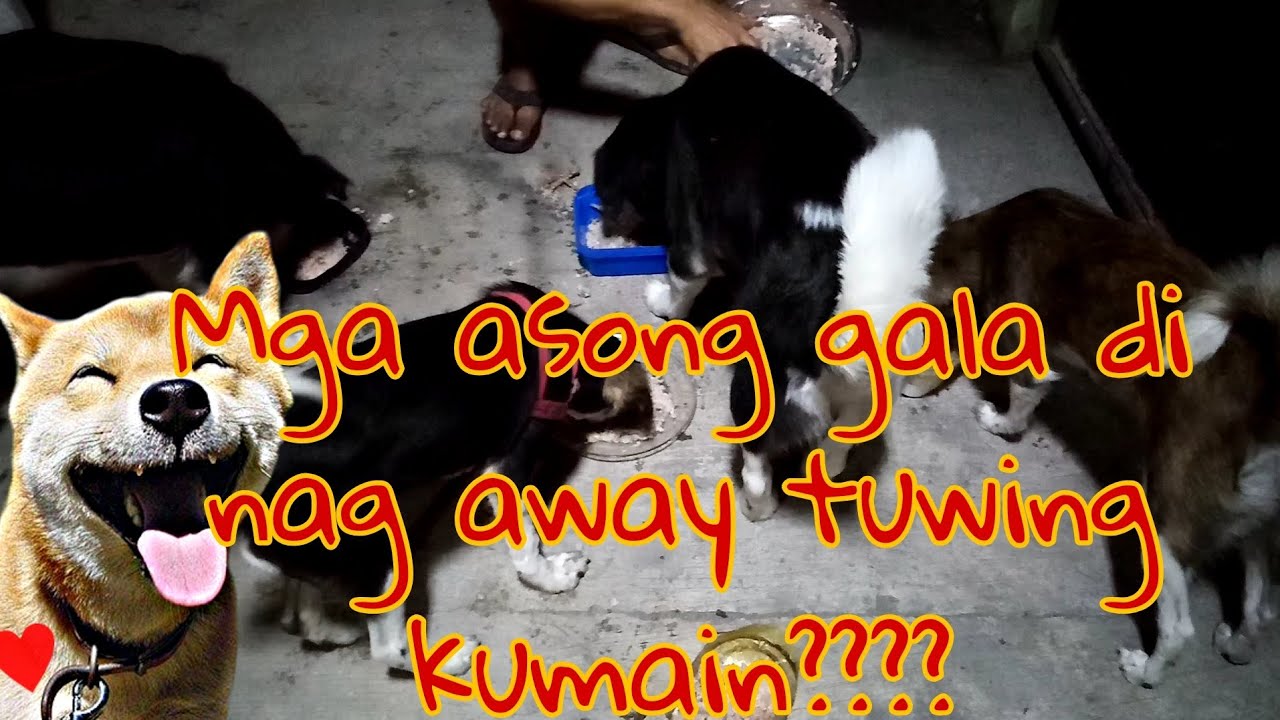 isang dog lover pinakain ang asong kalye at inaalagan - YouTube