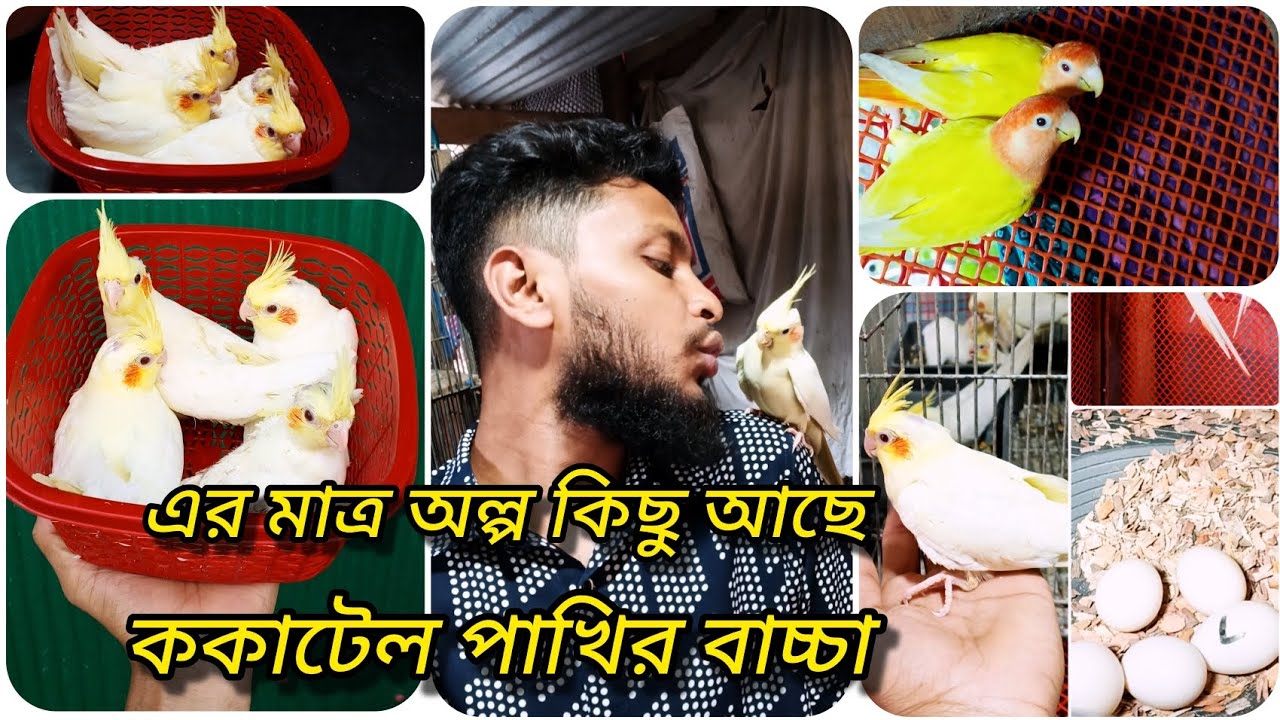 এর মাত্র অল্প কিছু আছে ককাটেল পাখির বাচ্চা || Hasan Aviary - YouTube