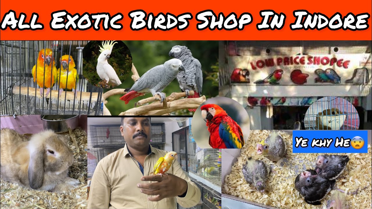#part1 Low Price Shopee All Exotic Birds Shop in indore Cheapest pet ...
