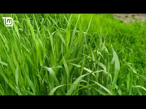 Yaşıl Otlar - Təbiət Videosu / Gözəl Mənzərə