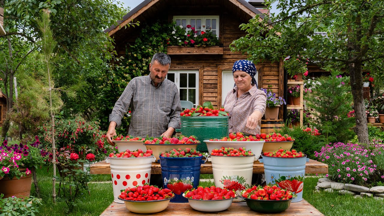 From Farm to Table: Organic Strawberry Harvesting and Homemade Natural ...