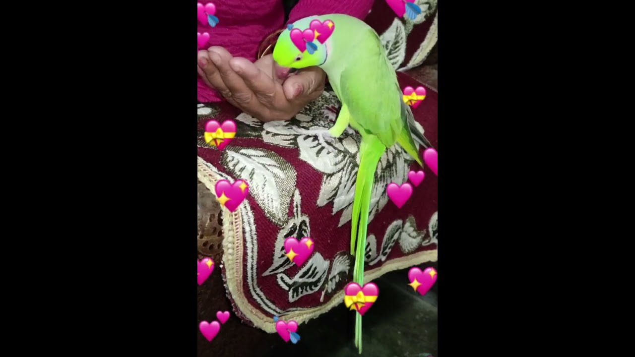 Cute Parrot love his Mom - YouTube