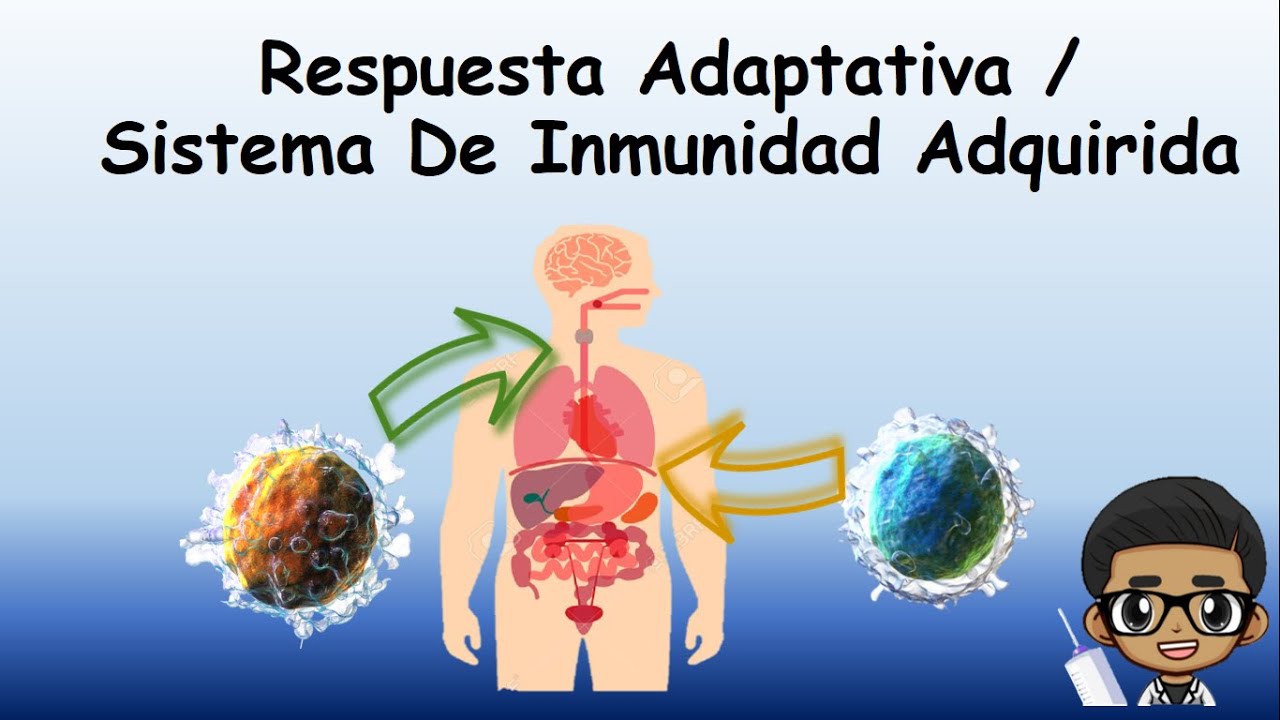 Respuesta Adaptativa | Sistema De Inmunidad Adquirida - YouTube