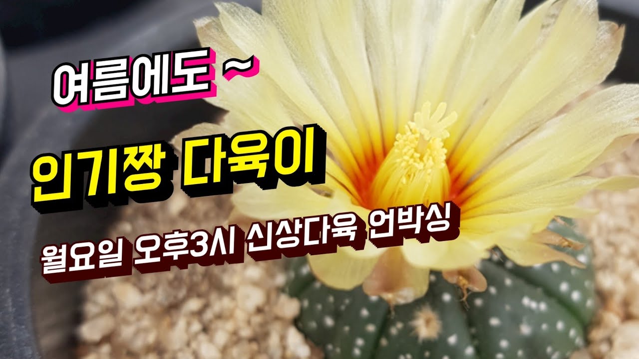 인천다육 621월요일 오후3시 신상입고 인천다육도매다육이싼집신상다육세일화분세일여름다육두둘레야동형종다육이름