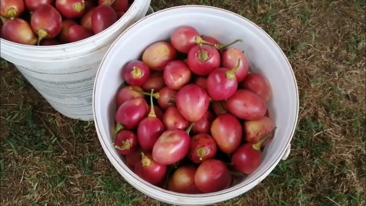 Harvesting And Grading Tree Tomatoes Why Is Sorting Important Tree Tomato Farming In Kenya harvesting-and-grading-tree-tomatoes-why-is-sorting-important-tree-tomato-farming-in-kenya