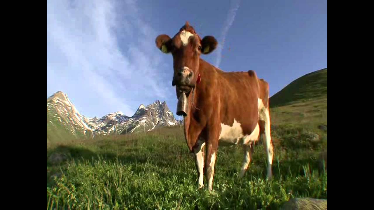 Cow bell (official sound) HD - YouTube