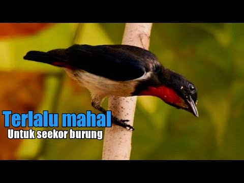 5 jenis burung mahal yang sering di pelihara di indonesia part 03 - YouTube