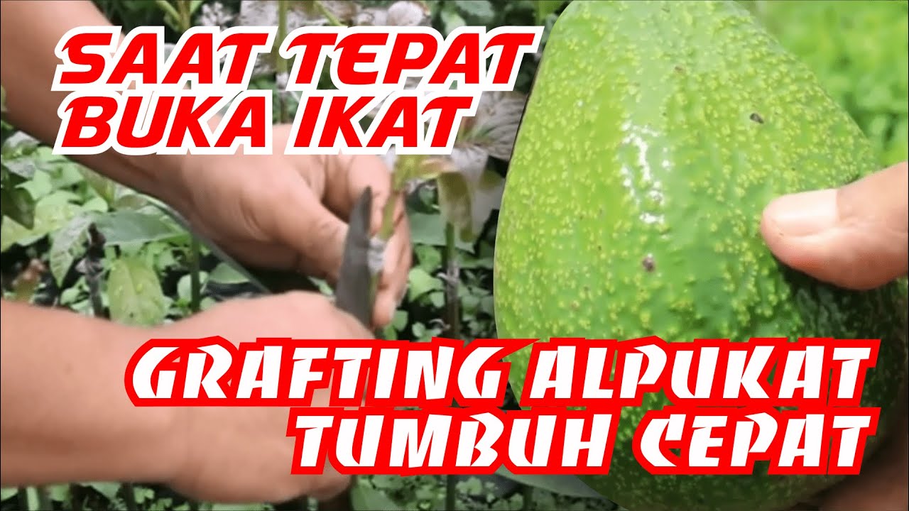 Saat Tepat Buka Ikatan Grafting Agar Tumbuh lebih Cepat - YouTube