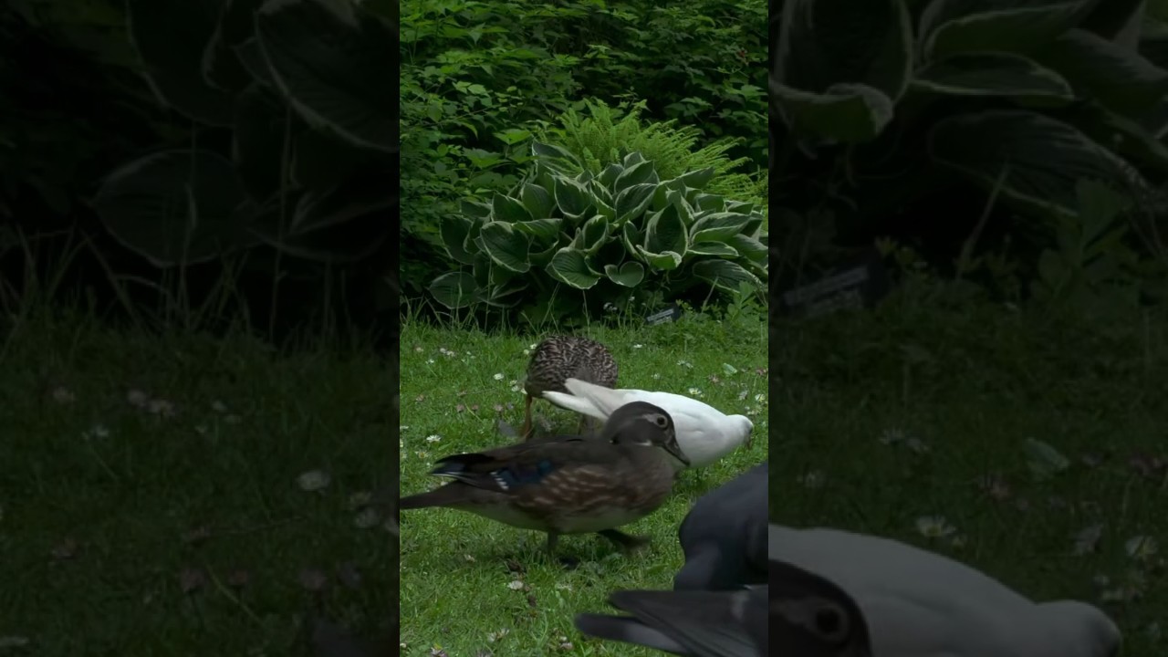 full busy birds#pigeon #duck - YouTube