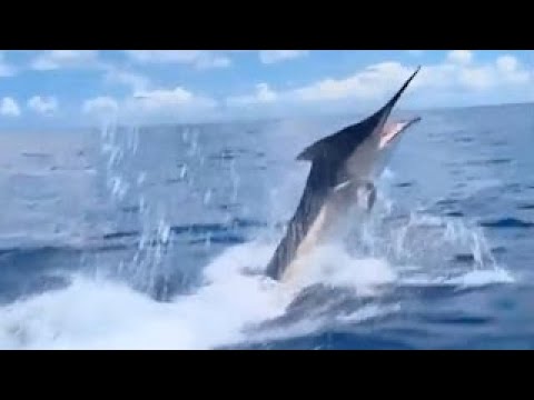 Grander 1000lb Plus Black Marlin Great Barrier Reef Australia IFISH ...