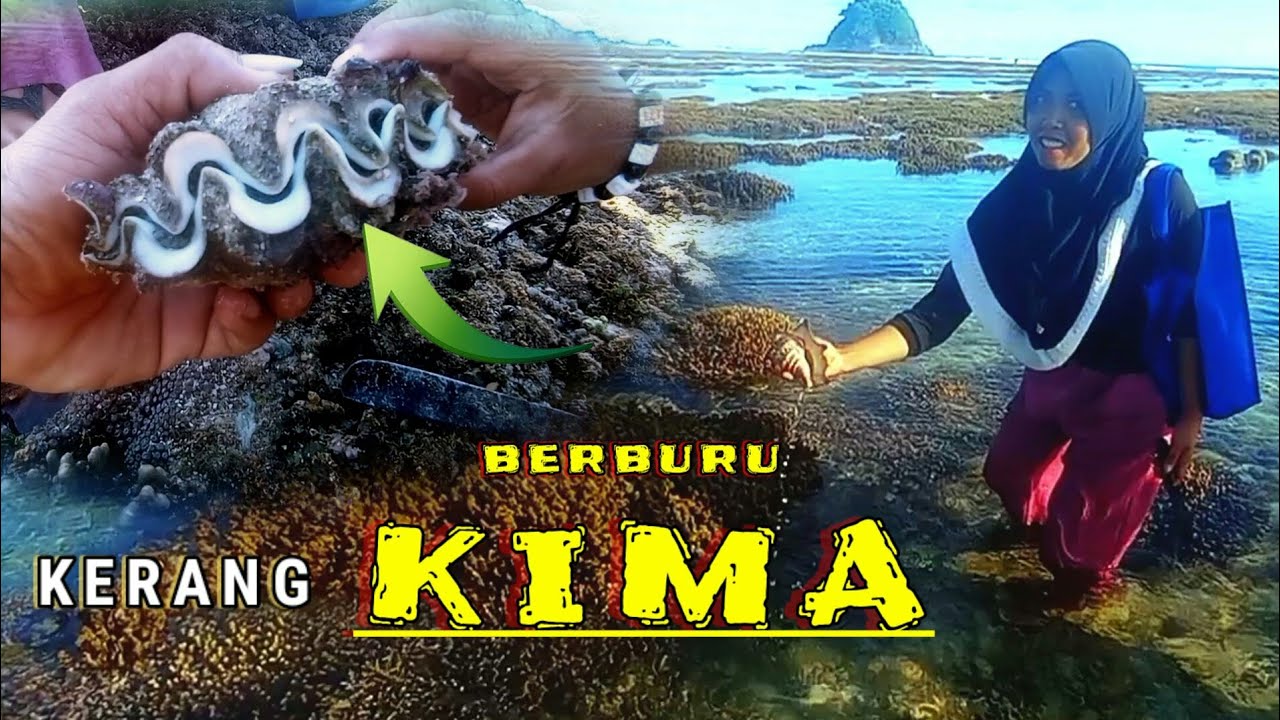 SUDAH TAUKAH ANDA CARA PENGAMBILAN KERANG KIMA ( kerang jumbo) - YouTube