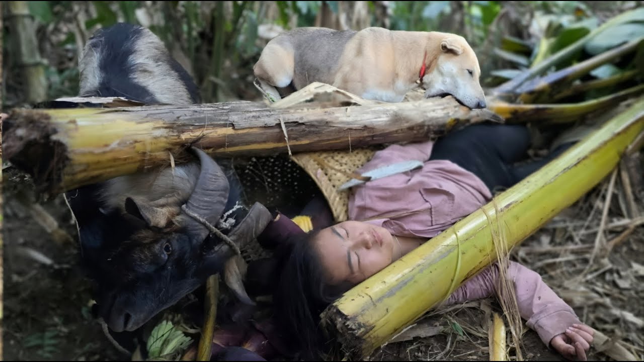 Smart dogs and goats save Vietnamese girl in distress in the forest ...