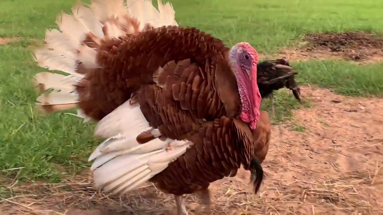 Cornholio Loves Bedtime Stories - YouTube