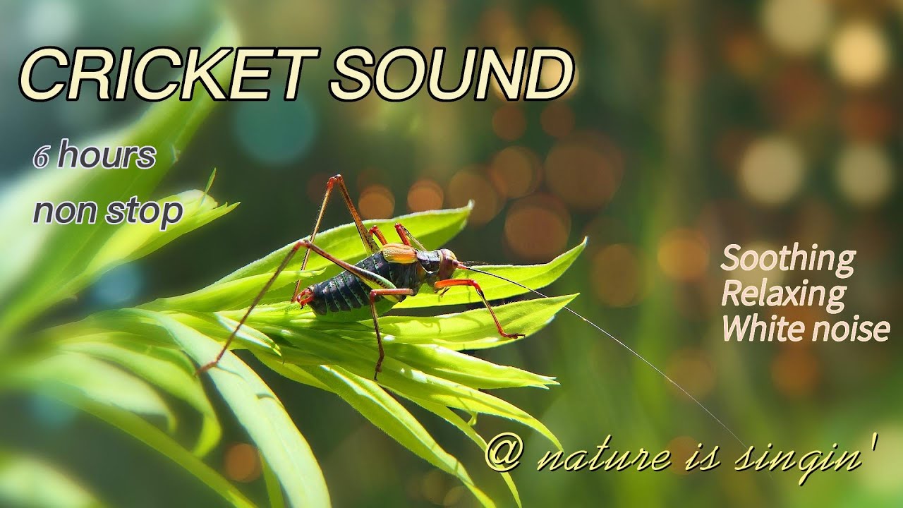 Night Ambience in Park; Cricket Chirp 6 hrs- Stress Relief, Relaxing ...