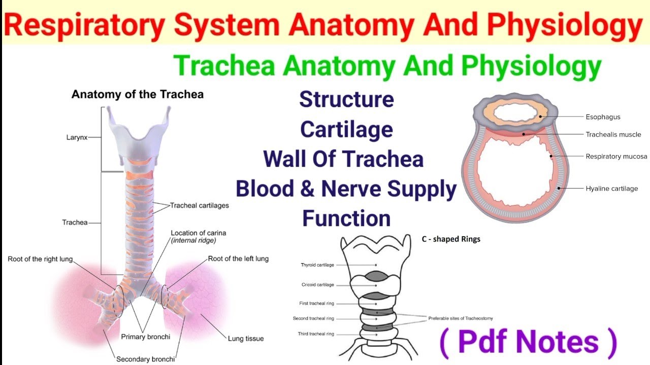 Trachea anatomy & physiology in hindi | structure | cartilages | walls ...