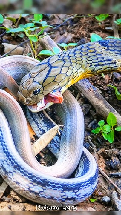 King cobra eats snakes - YouTube