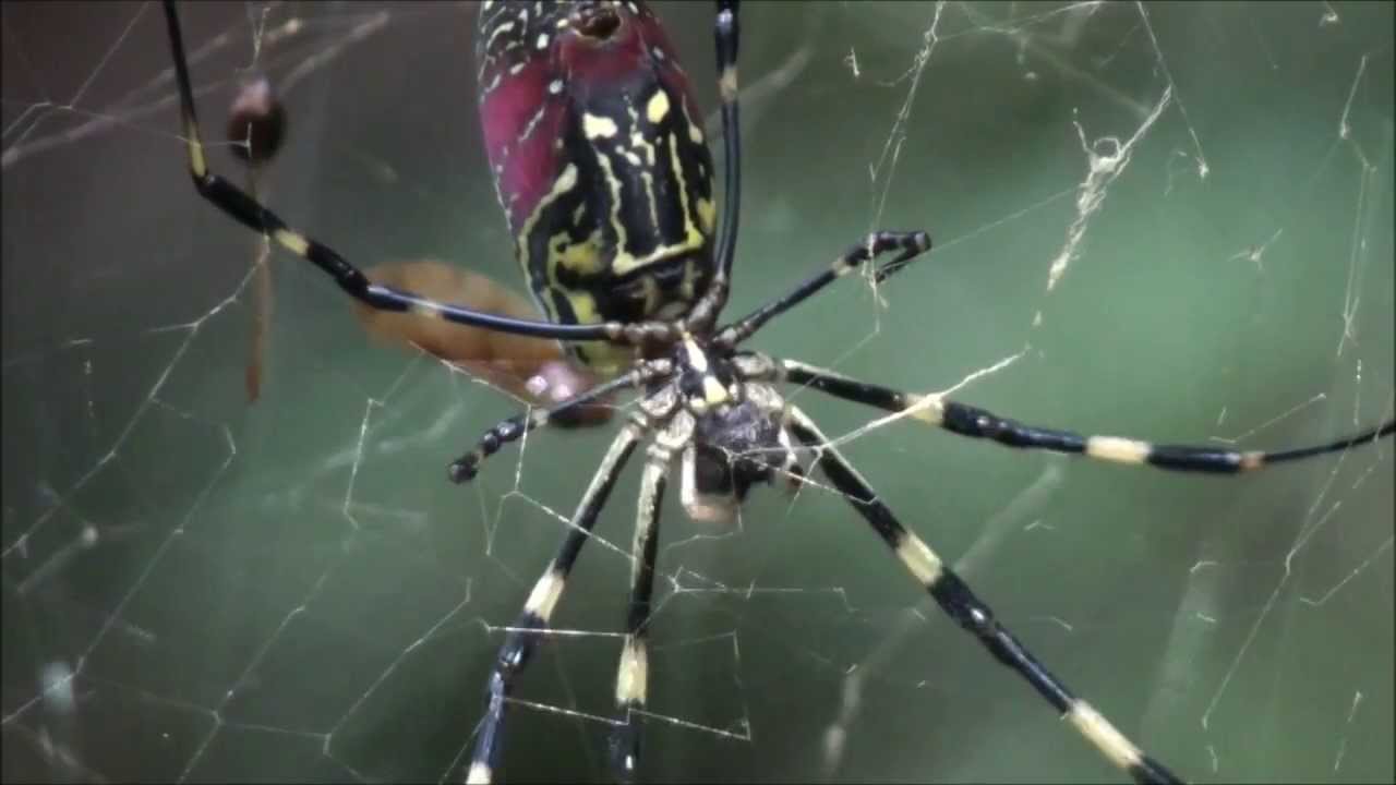 Japanese Spider