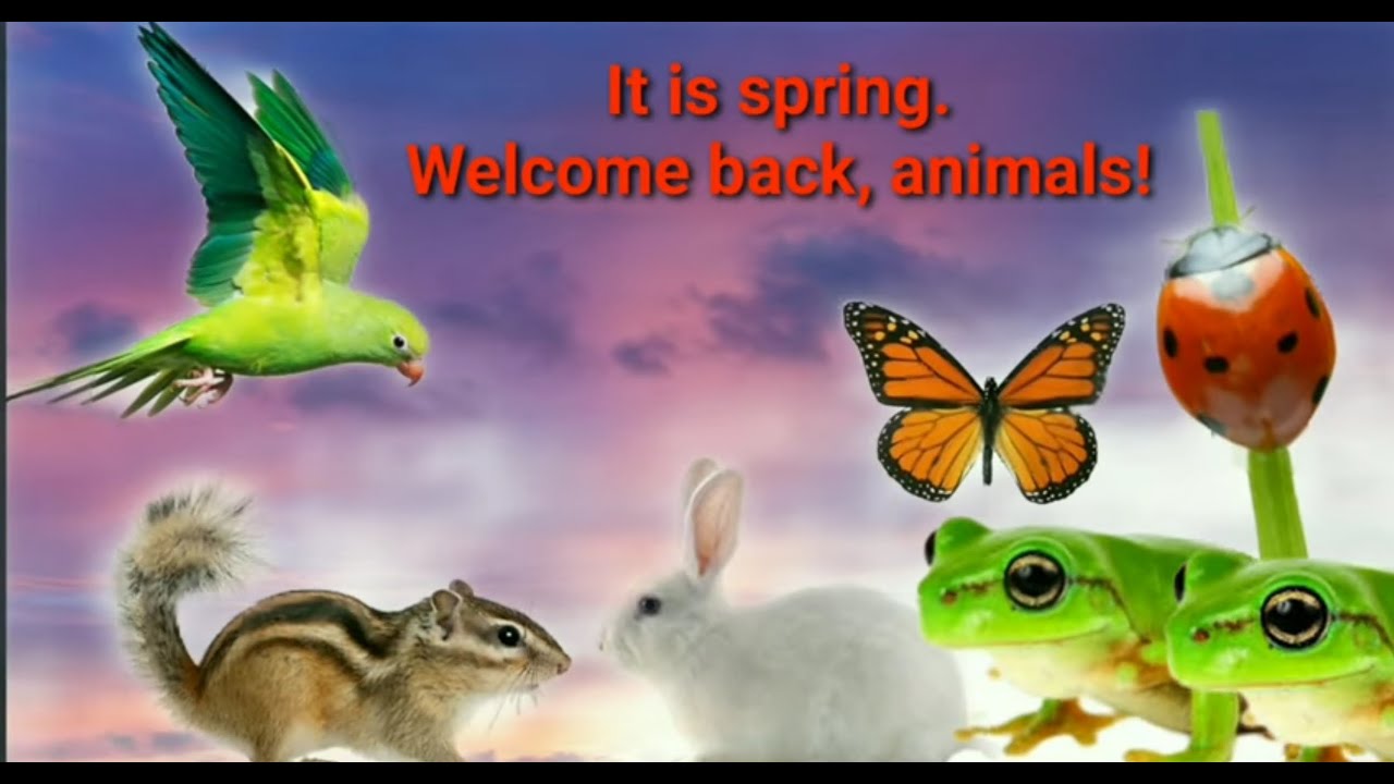 Kids learning Video, fun and learn, It is Spring, welcome back, animals ...