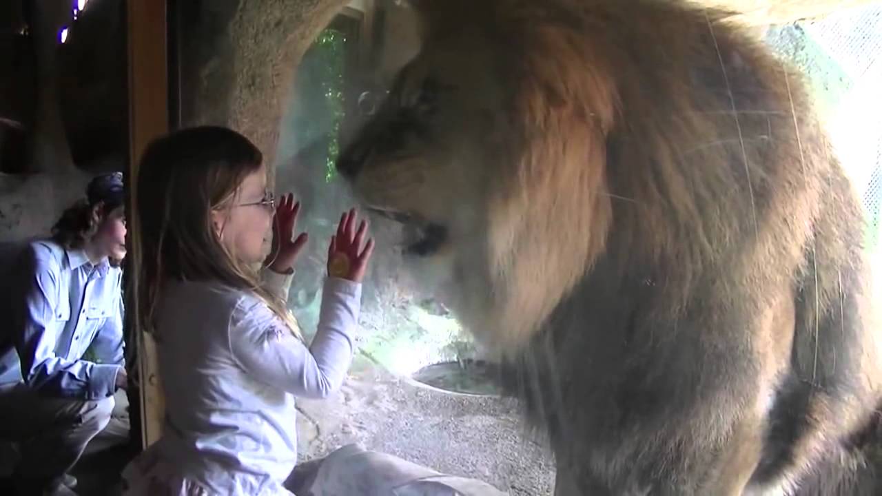 Sofia the Lion Tamer at Wellington Zoo, New Zealand - YouTube