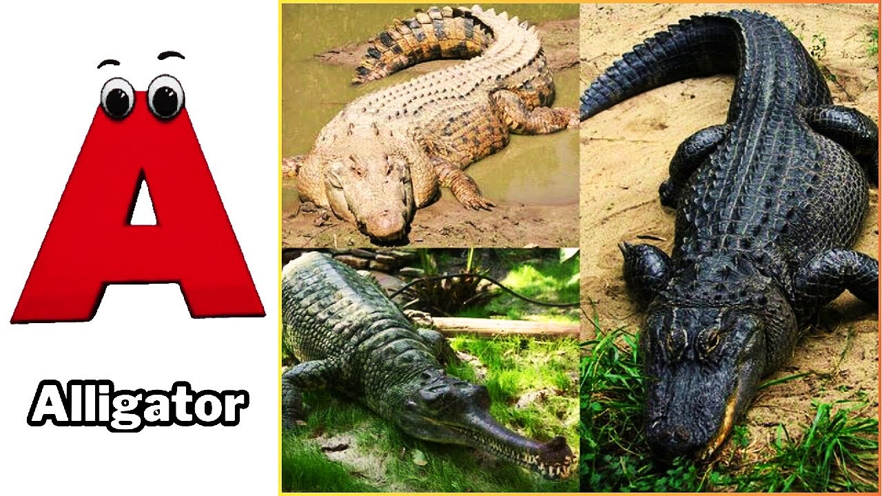 ABC Animals (Mammals) Song | Real Animals Song | Learn English ...