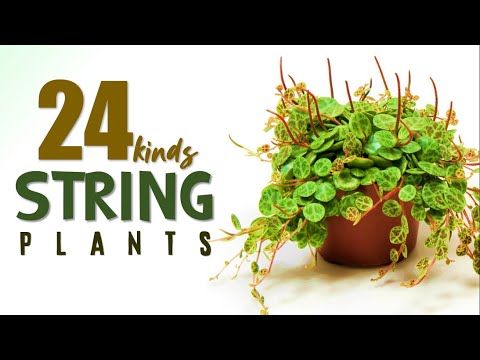 24 STRING PLANTS VARIETY | HERB STORIES - YouTube