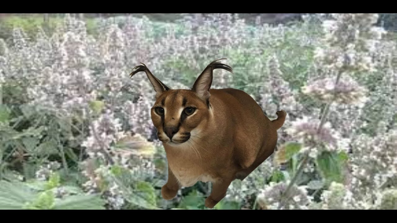 Floppa Inc. - YouTube