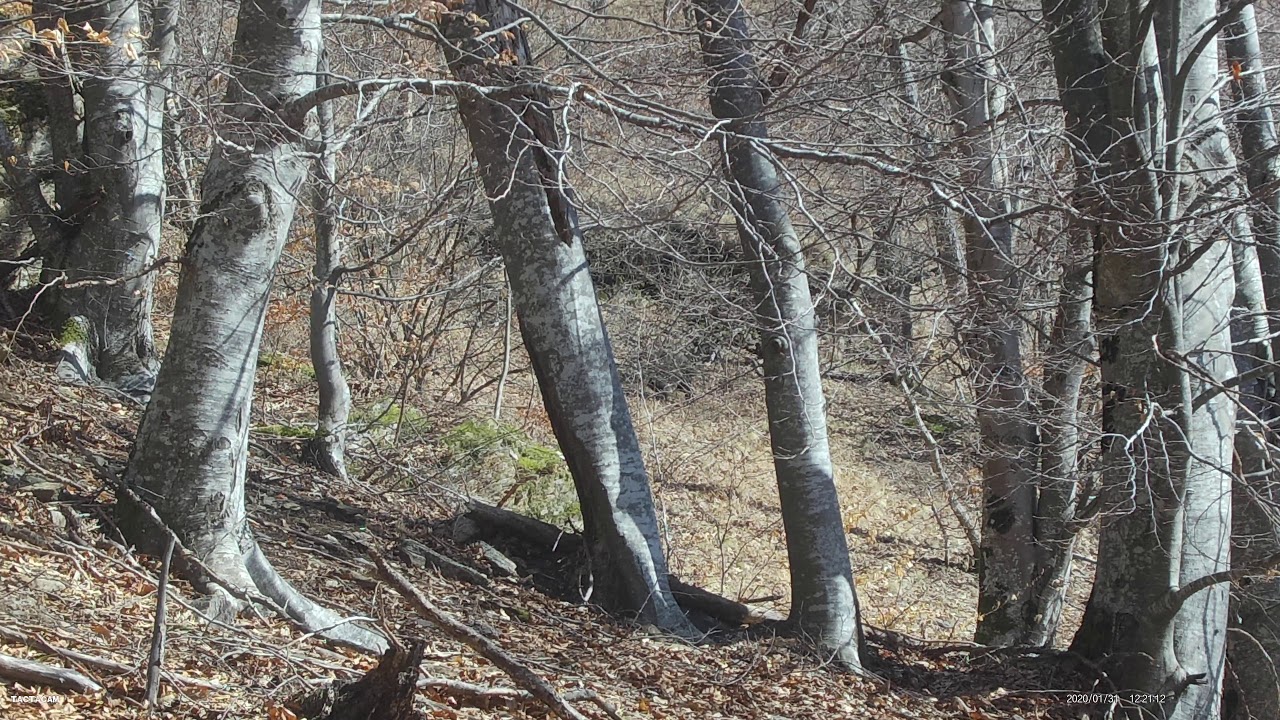 Lov na diva svinja otstrel live lov wild boar Grupa capunkari - YouTube