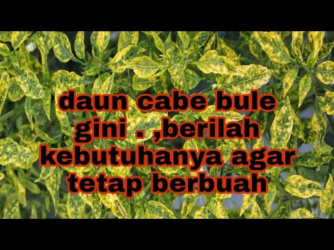 solusi menangani cabe yg bule/virus gemini - YouTube