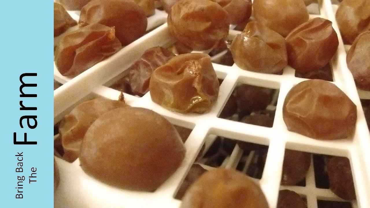 Making Homemade Raisins - YouTube