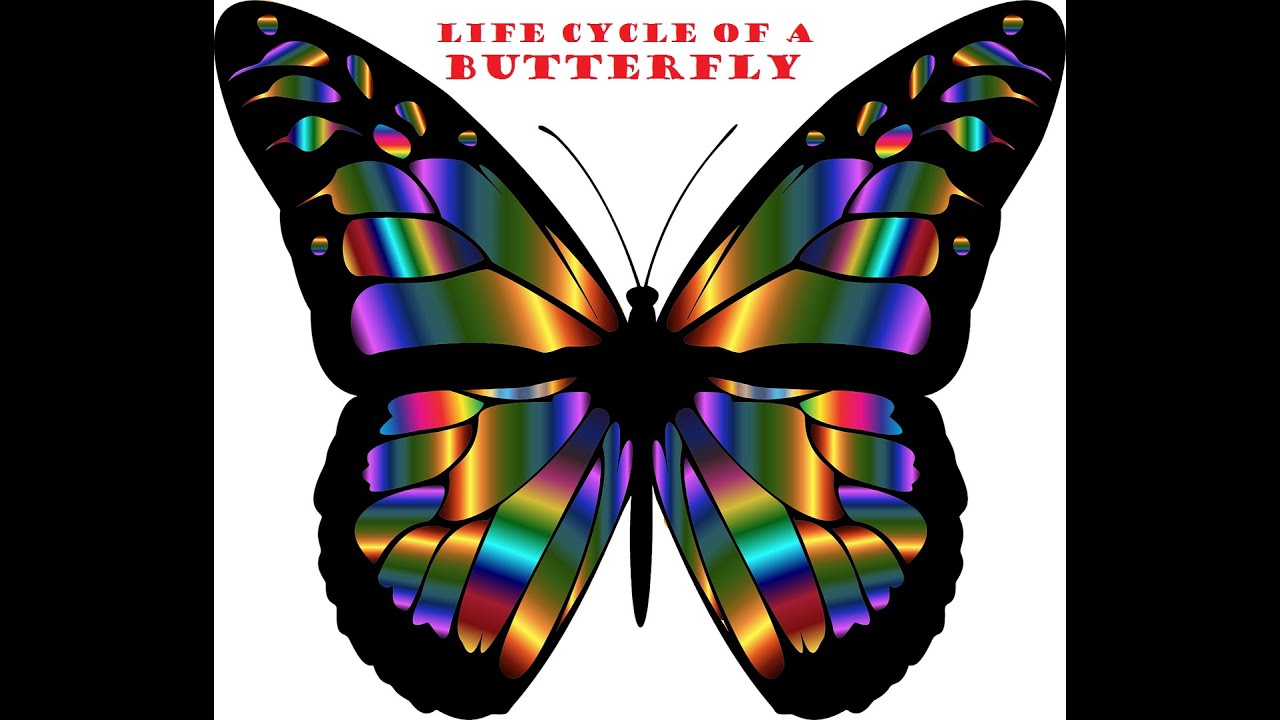 Interesting and Unique lifecycle of a butterfly (for age 5 to 15) - YouTube