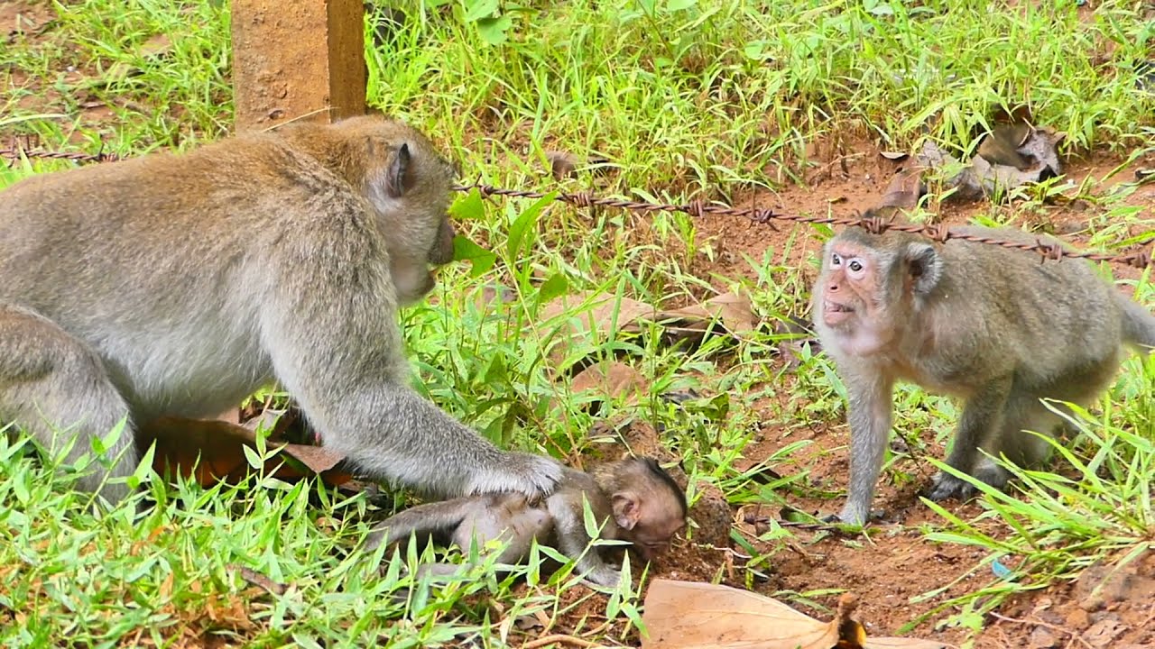 The great monkey mother, Emila, tries to save her baby Emma from the ...
