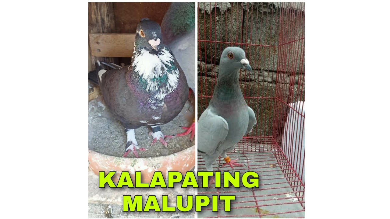 KALAPATI || KALAPATING GALA - YouTube