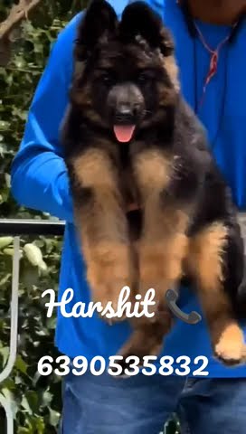 Extra Ordinary Black mask full long coat Gsd available #Harshit🤙 ...