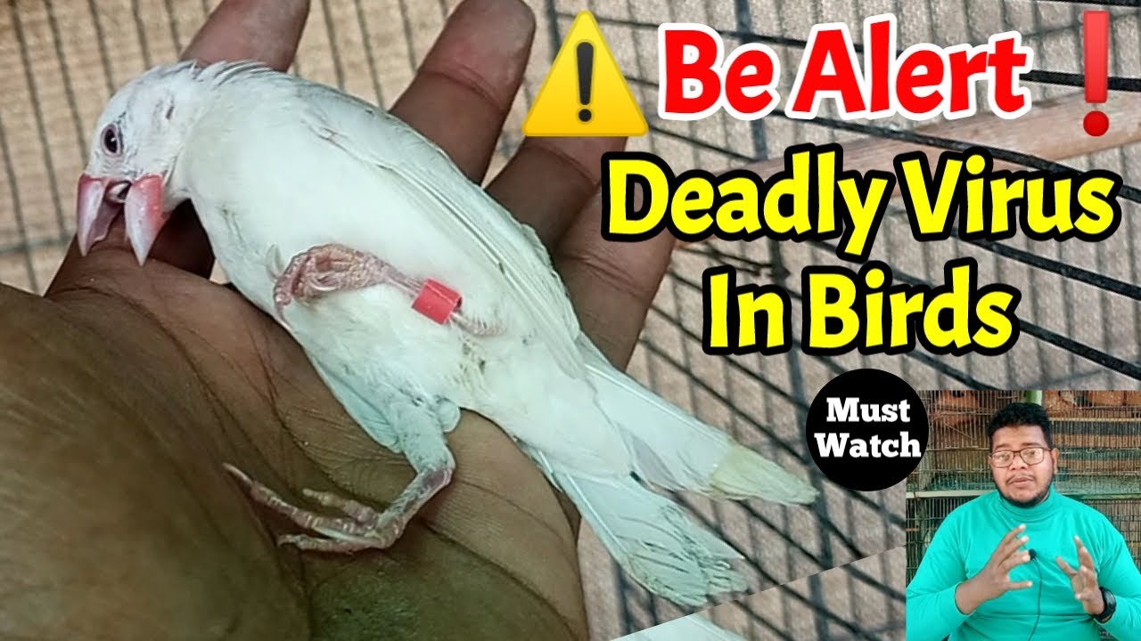 Java sparrow virus treatment | Java bird diseases | How To Treat Sick Birds | Java virus | Birds ...