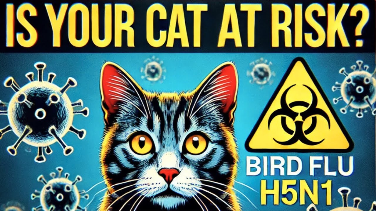 🐾 Is Your Cat at Risk? Understanding Bird Flu (H5N1) and How to Protect ...