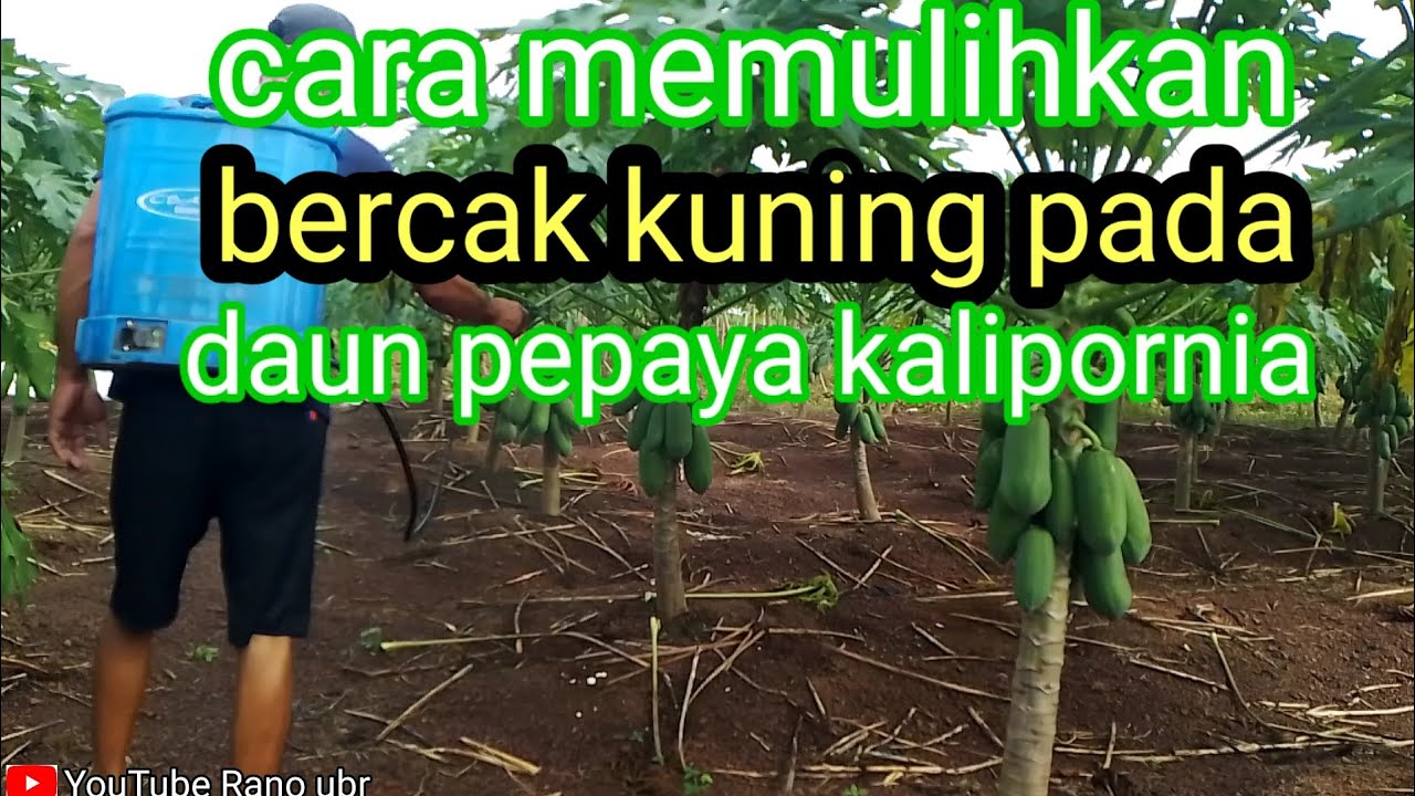 cara memulihkan bercak kuning pada daun pepaya / penyakit antraknosa ...