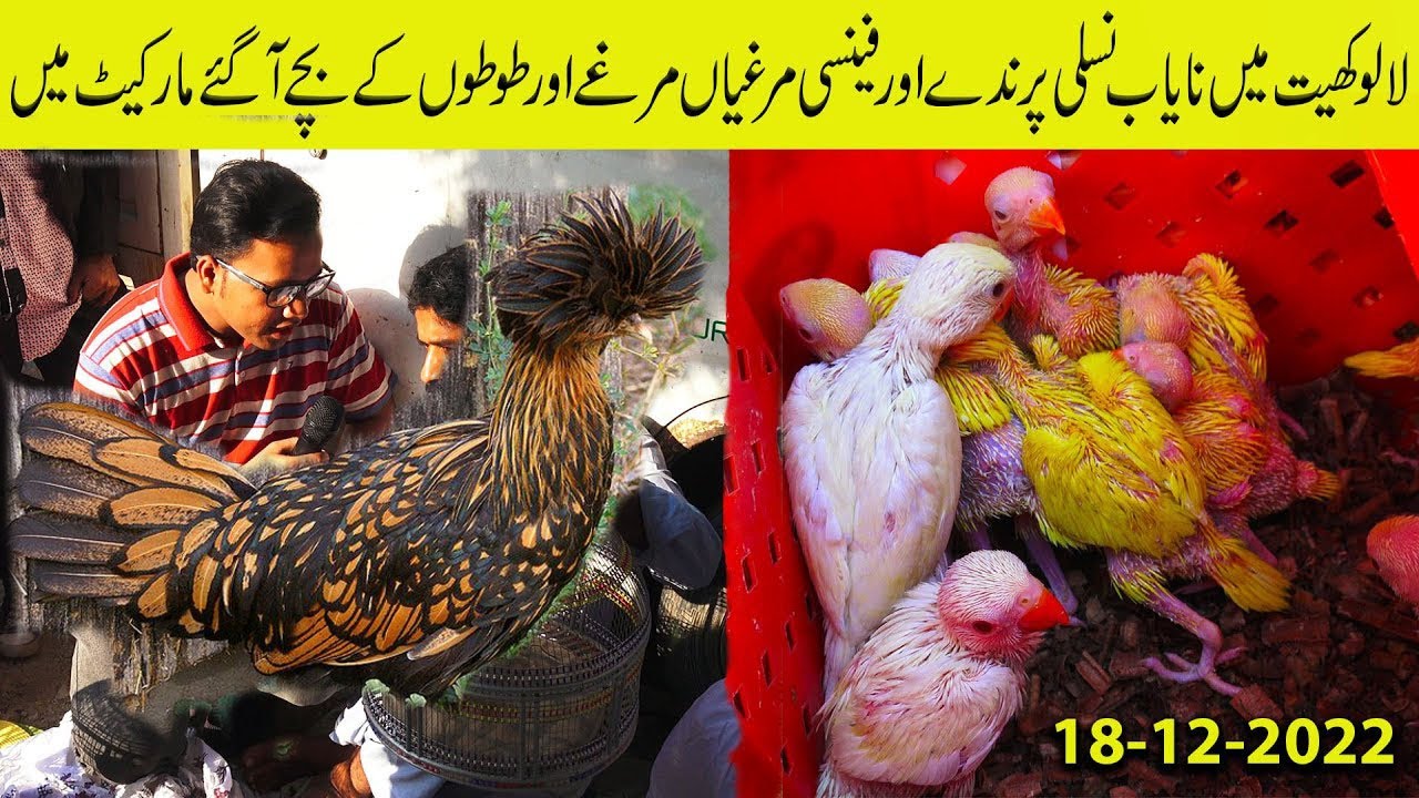 Lalukhet Exotic Parrots Birds and Fancy Hen Rooster Market 18-12-22 ...
