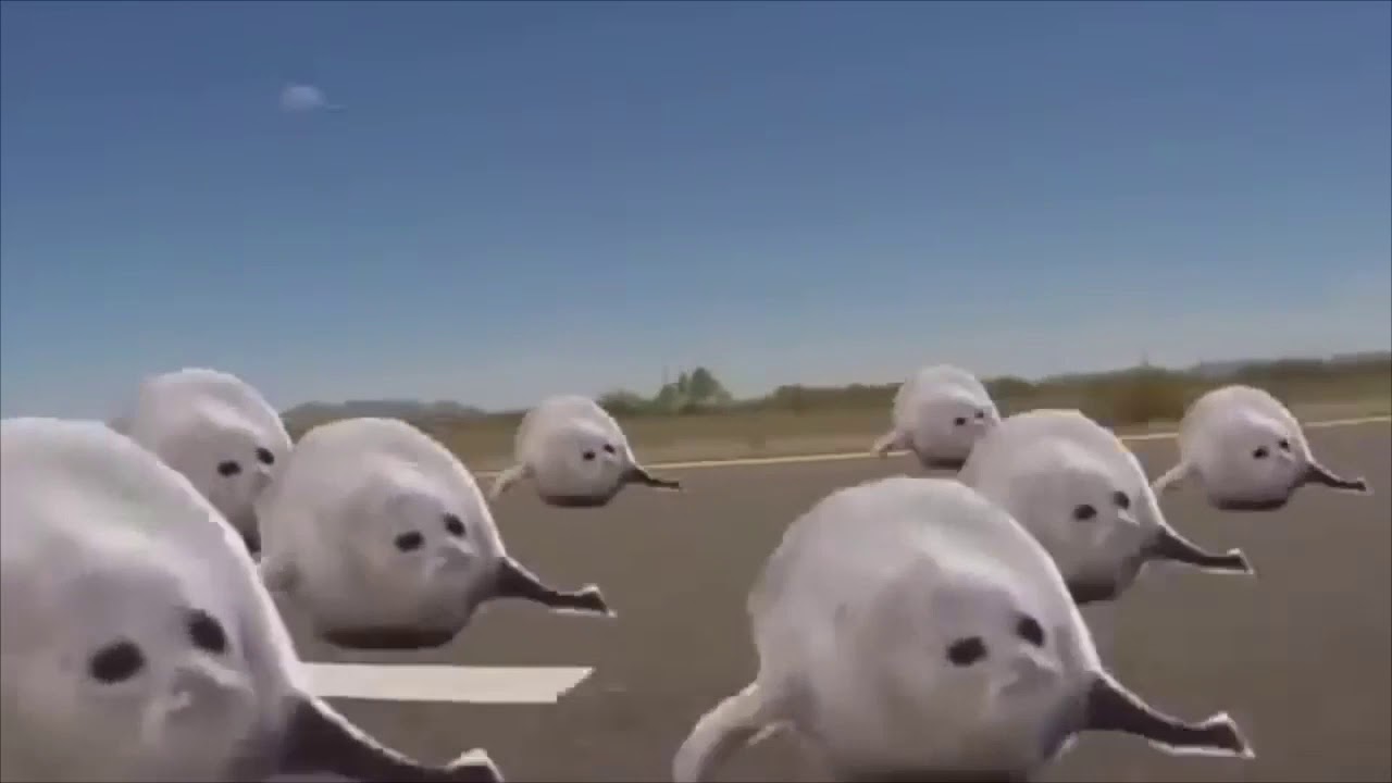 Seal meme - YouTube