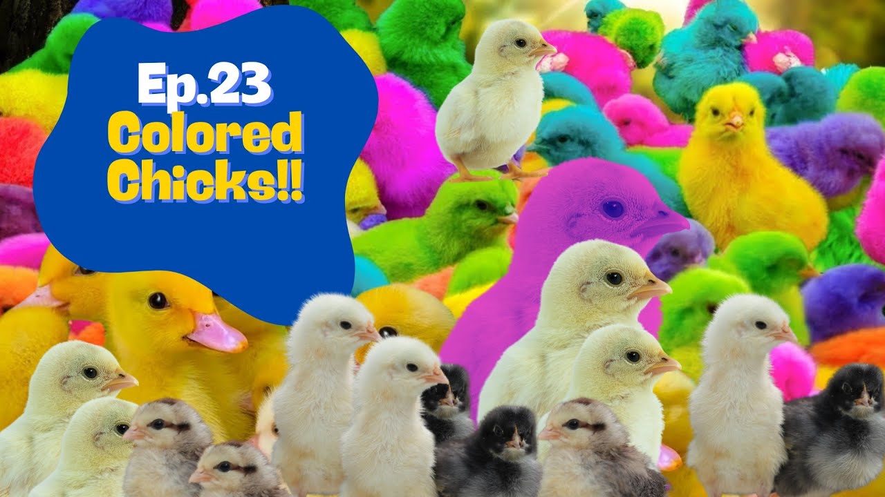 Colored Chicks Ep.23 - YouTube