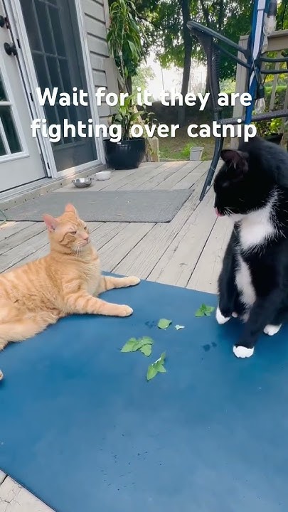 My cats fighting over catnip #cat #cute #fighting #trending #shorts #funny #like #catnip # ...