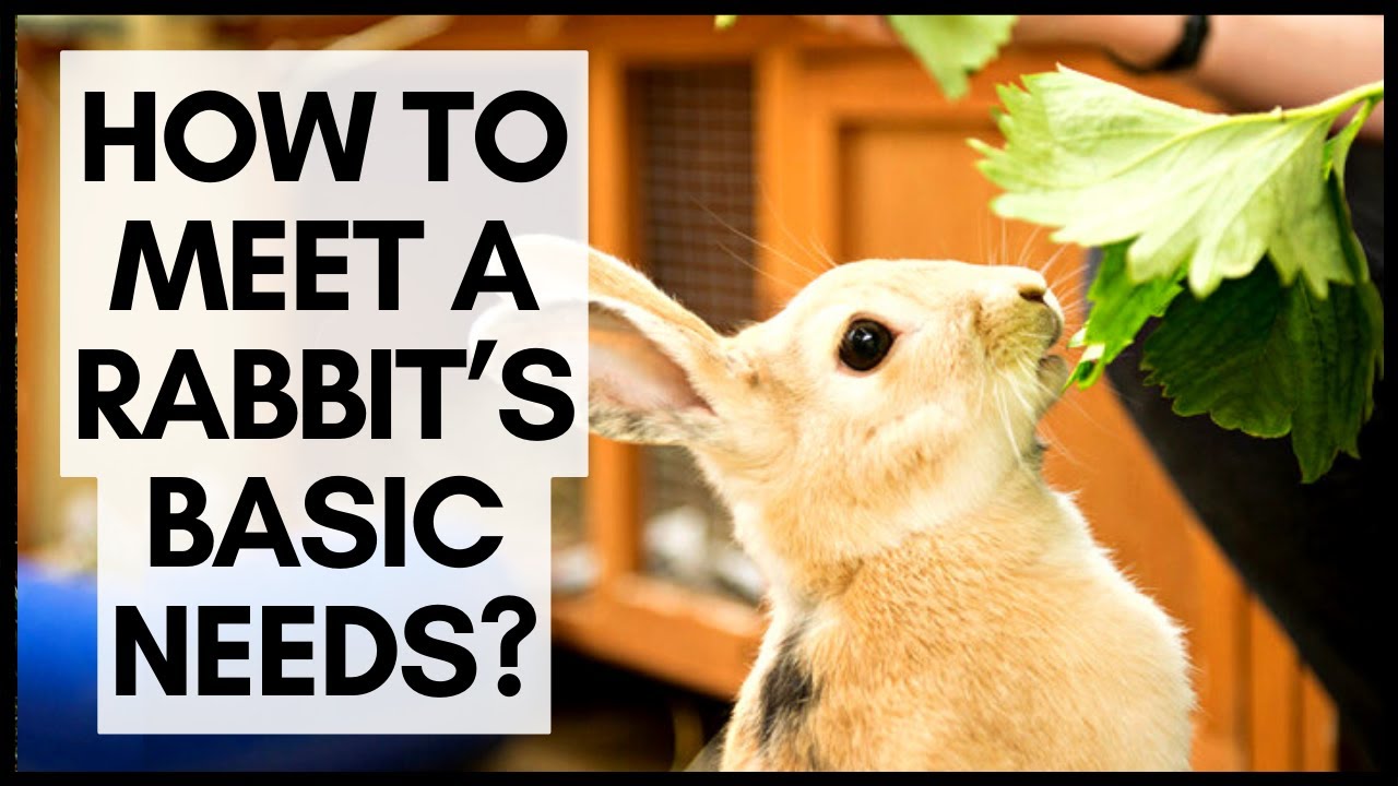 How to Meet a Rabbit’s Basic Needs? - YouTube