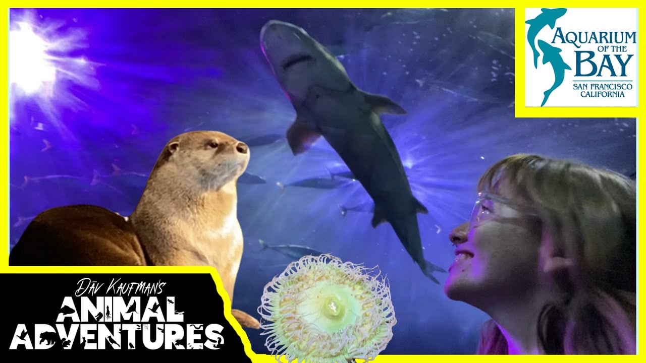 Touring the AQUARIUM OF THE BAY! (Sharks, Otters, Marine animals, and ...