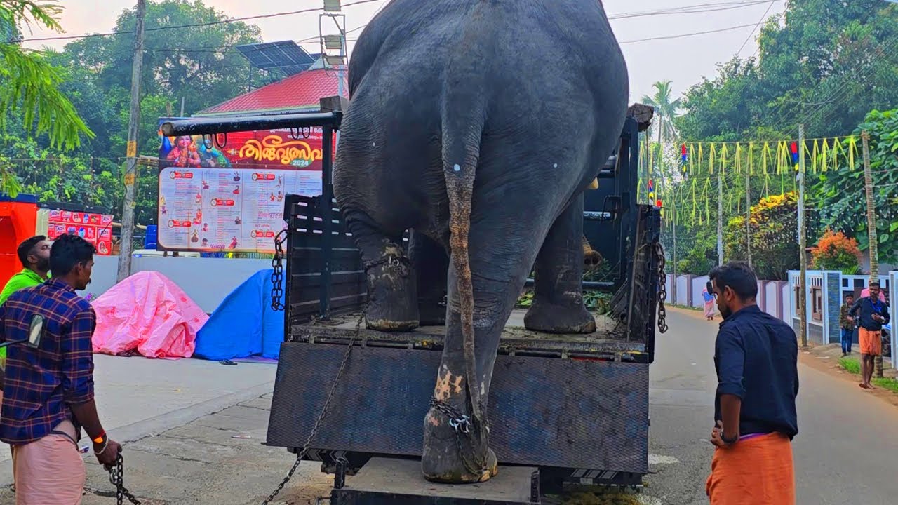 ️PAMBADI RAJAN ️ ലക്ഷണപെരുമാൾ പാമ്പാടി രാജൻ 🐘 Pambadi Rajan - YouTube