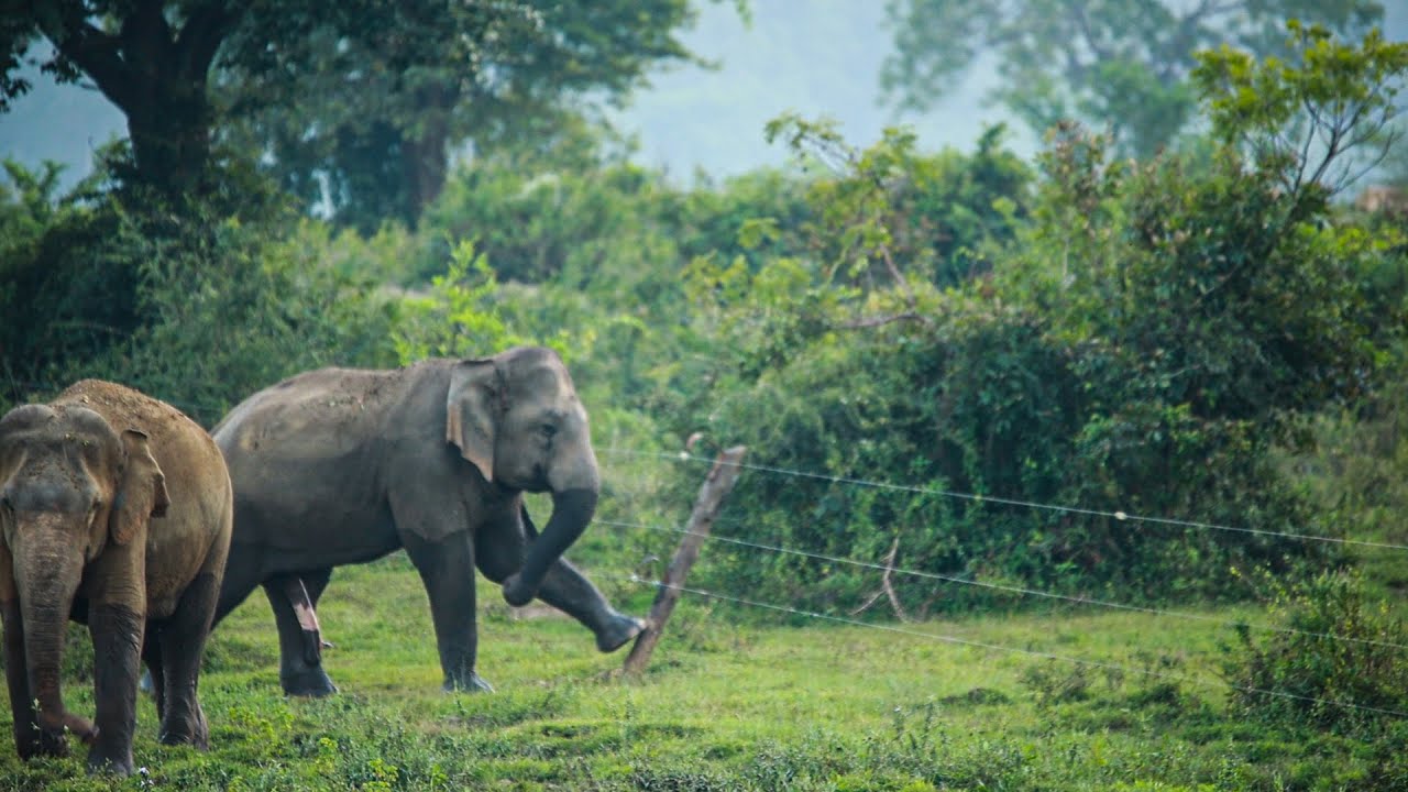 Electric Fences and Elephant Encounters Observations on Retreat ...