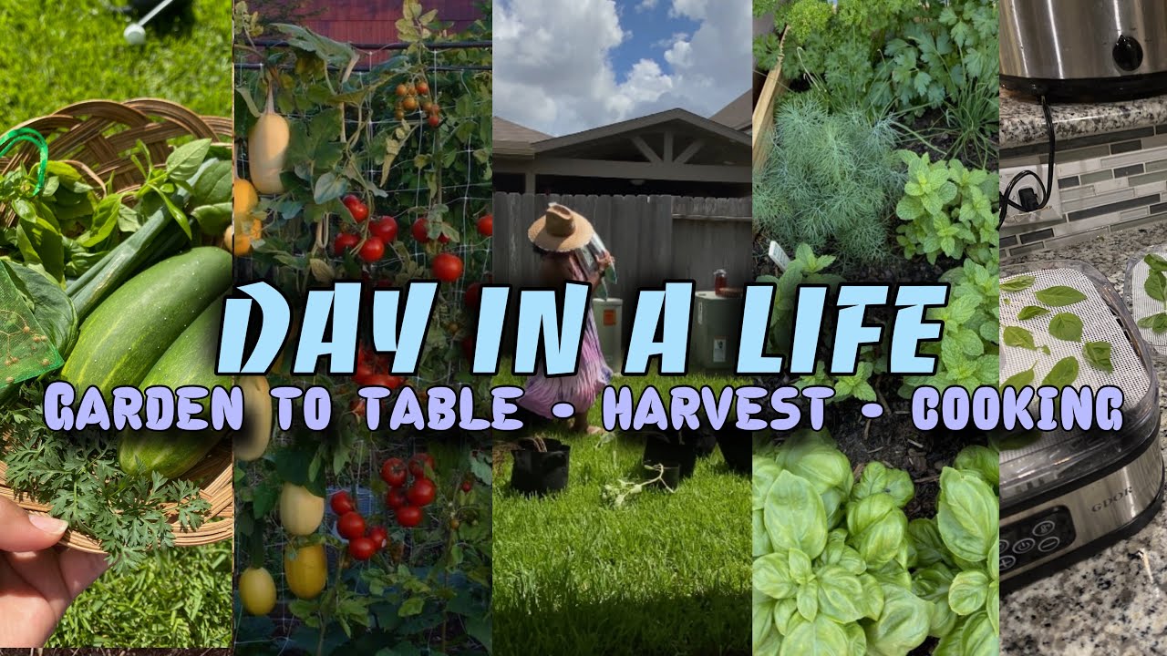 Homesteading made easy | YOU WIN SOME YOUR LOSE SOME | Harvesting ...