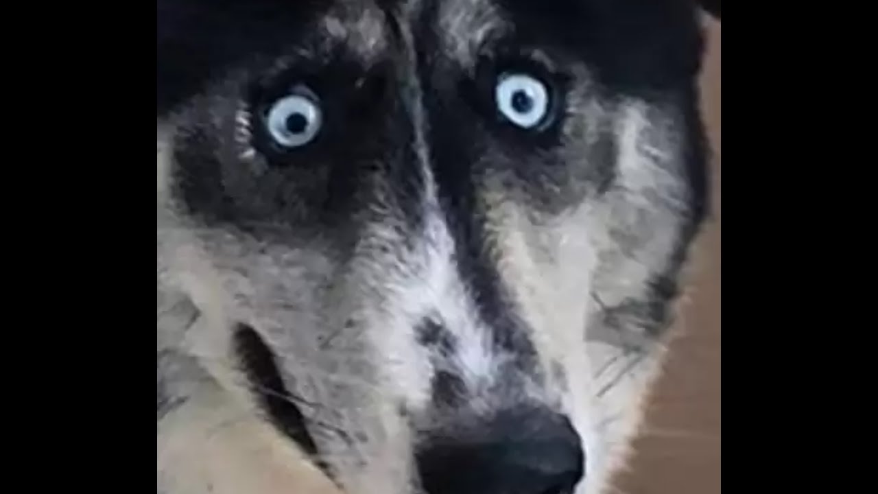 "bro what happened to your dog?" 💀💀 - YouTube